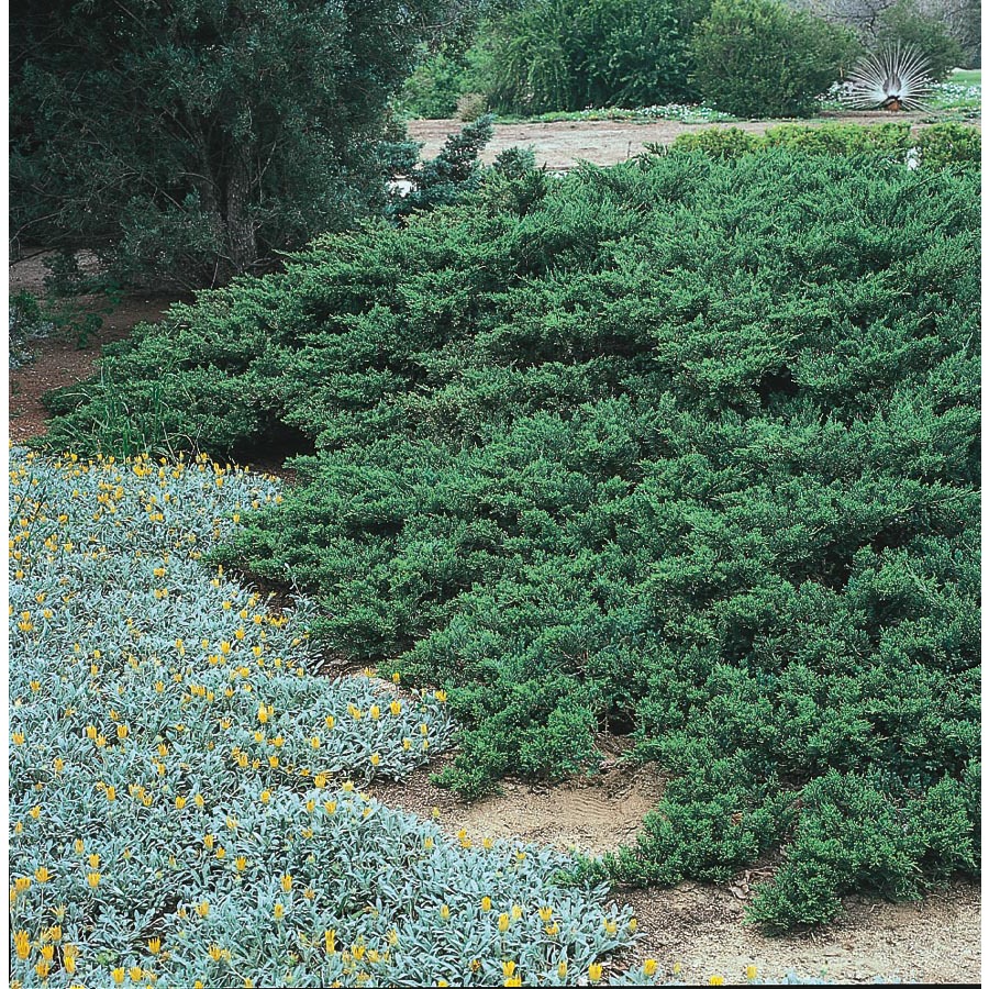 Juniperus Squamata Parsoni